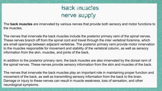 anatomy chap 2 back muscles.pptx