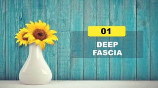 Anatomy chap 2 deep fascia.pptx