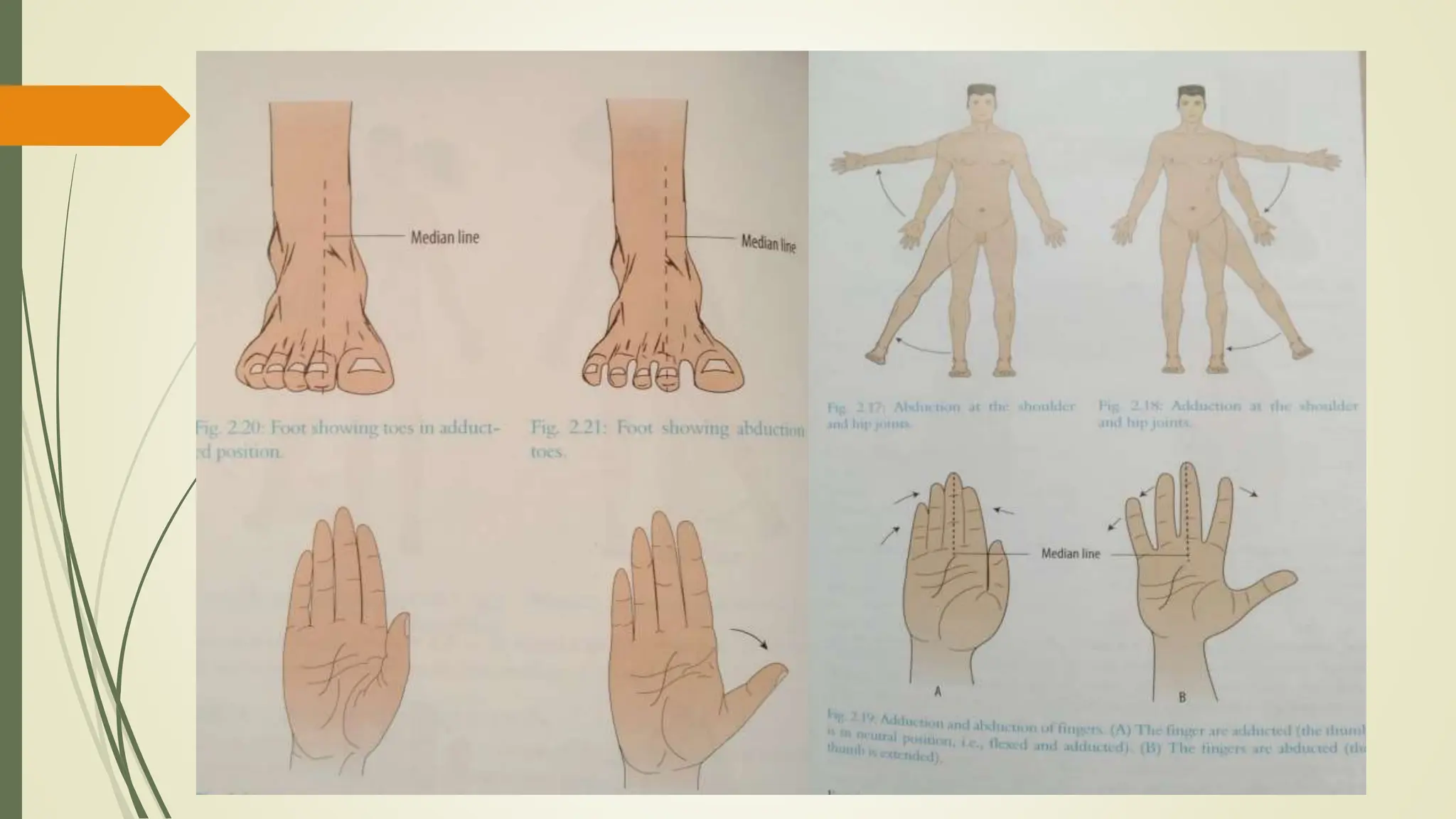 ANATOMY chapter terms of anotmy by laiq ahmad | PPTX