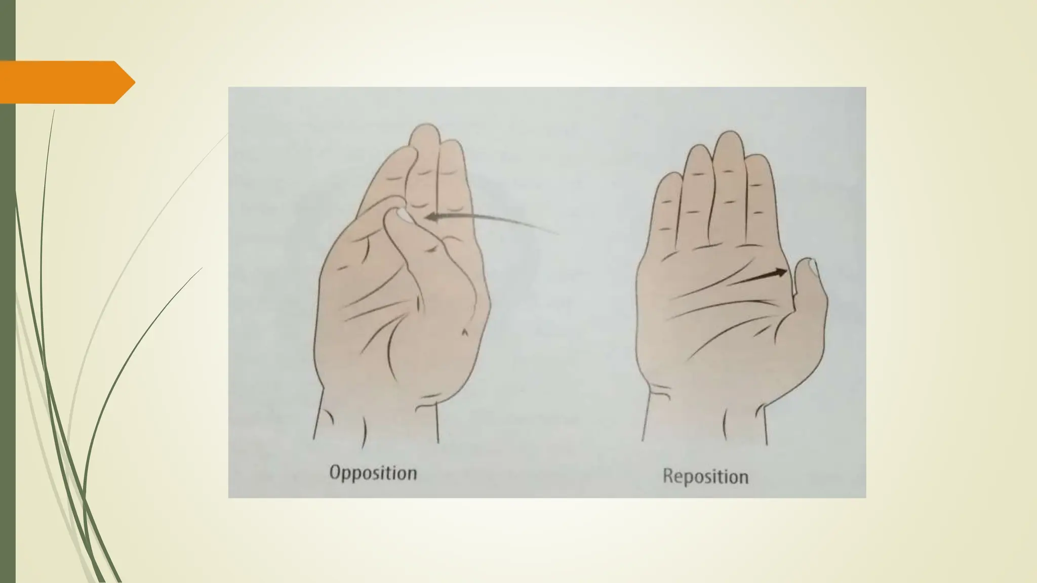 ANATOMY chapter terms of anotmy by laiq ahmad | PPTX