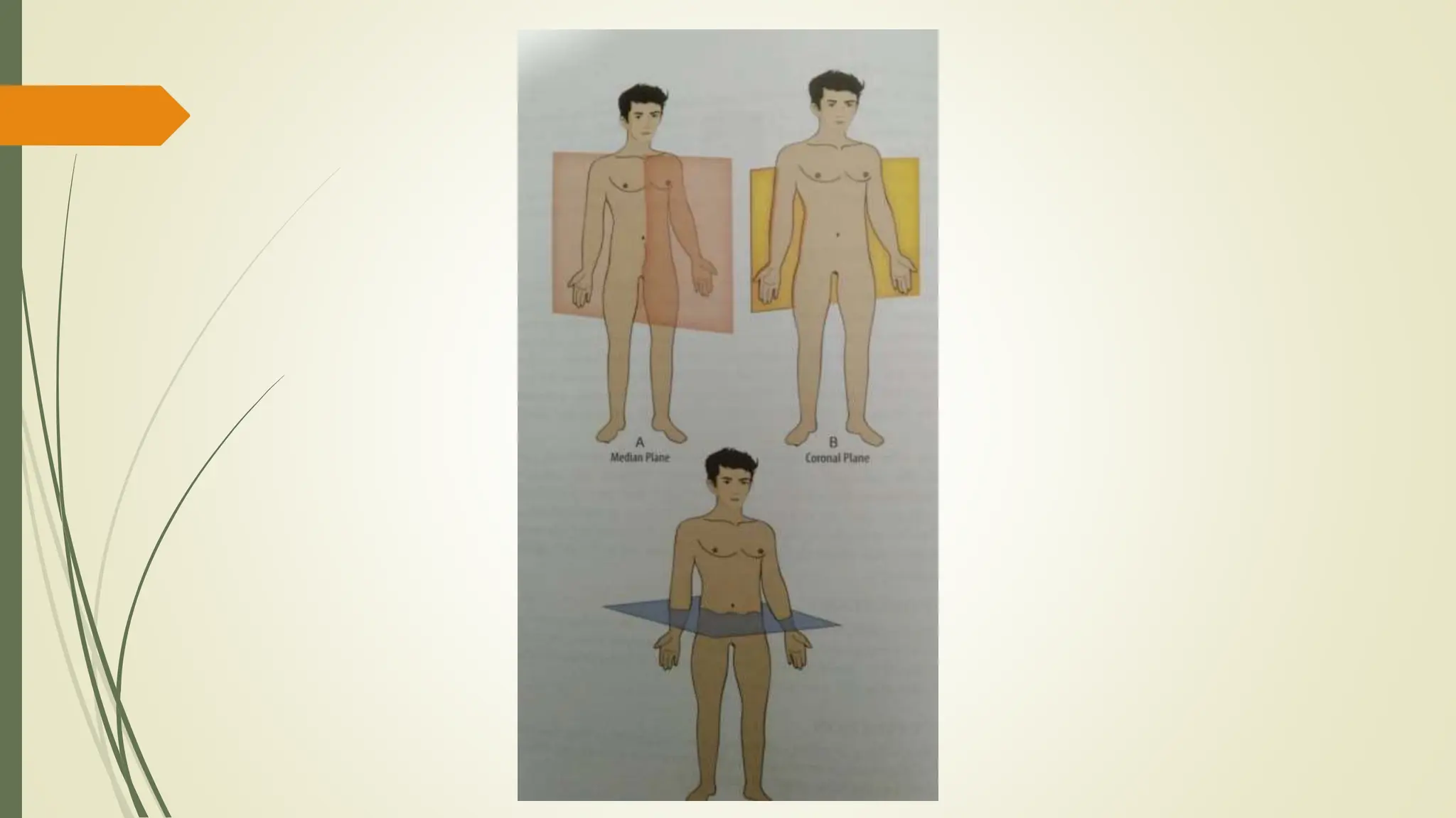 ANATOMY chapter terms of anotmy by laiq ahmad | PPTX