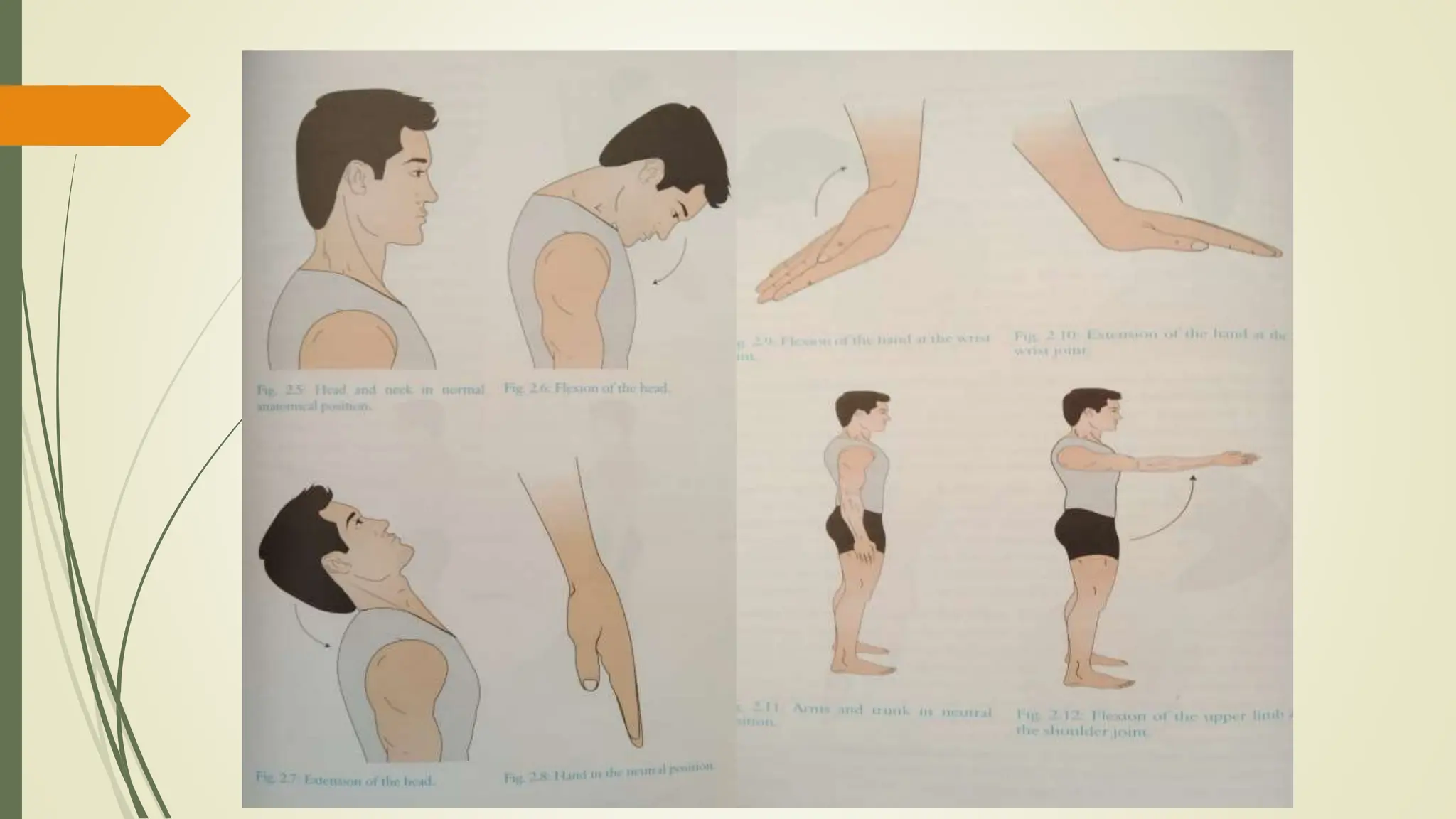 ANATOMY chapter terms of anotmy by laiq ahmad | PPTX