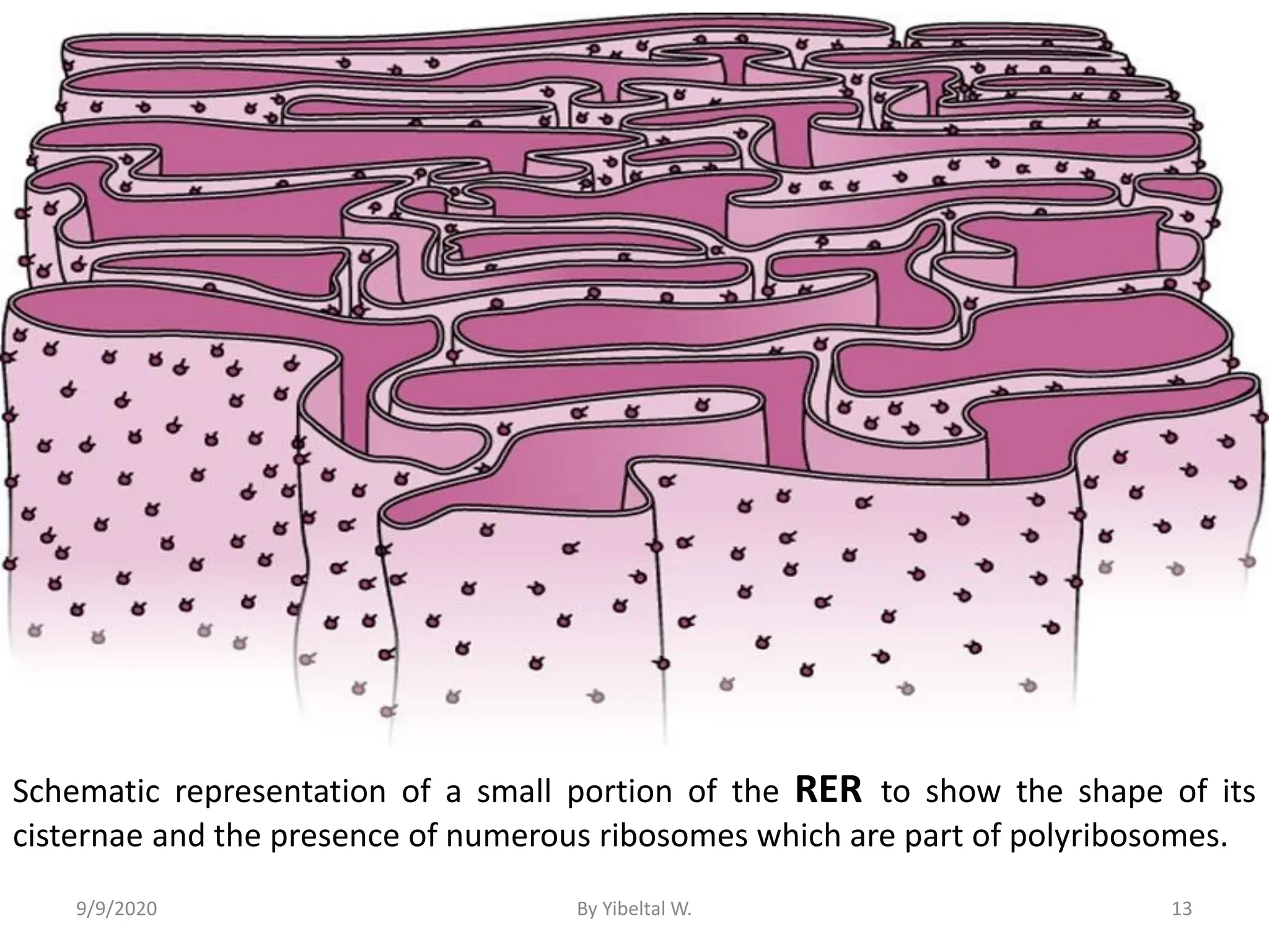 anatomy chapter 2 CELL AND TISSUE (3).pdf