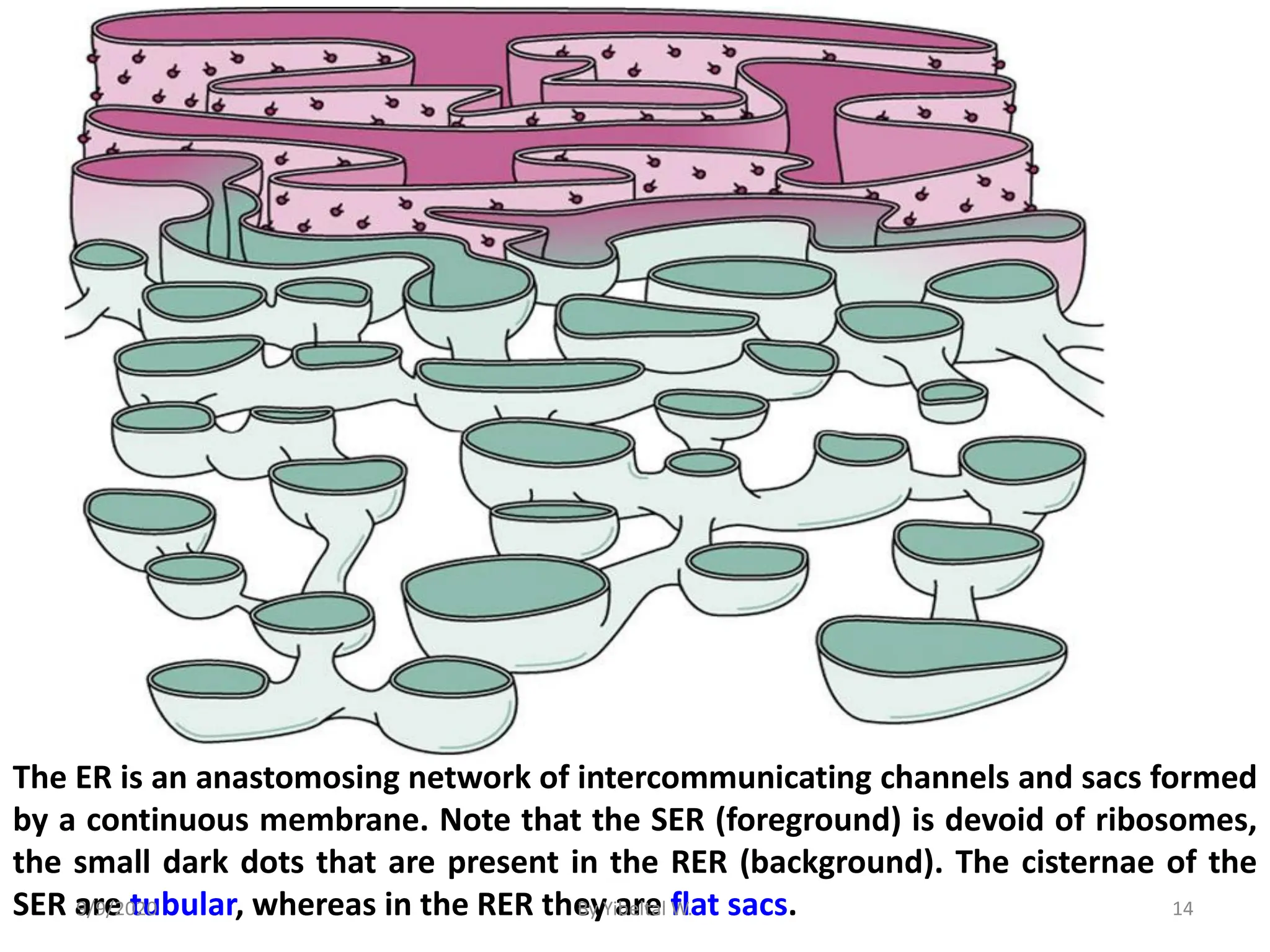anatomy chapter 2 CELL AND TISSUE (3).pdf