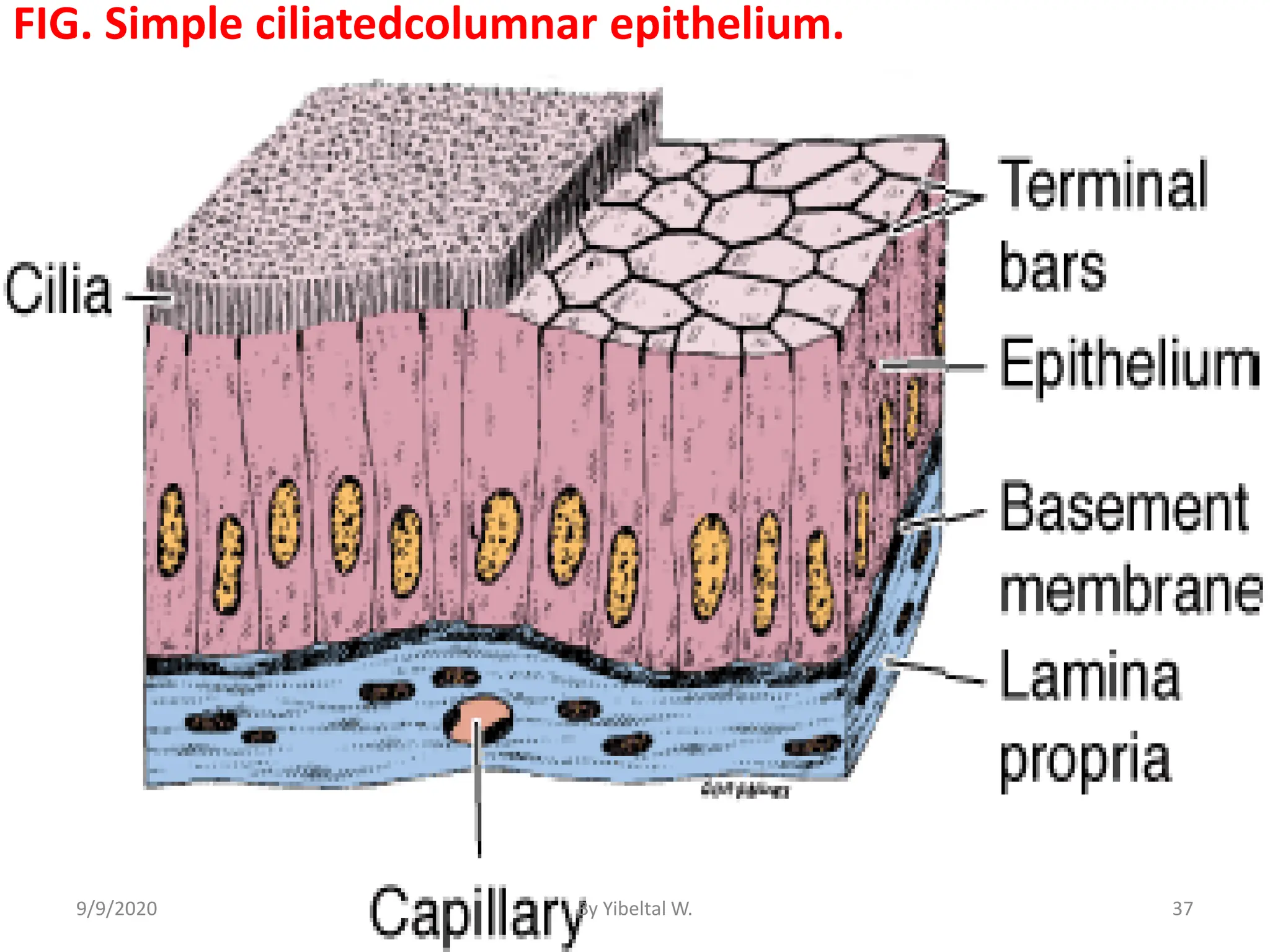 anatomy chapter 2 CELL AND TISSUE (3).pdf