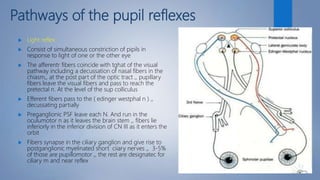 ocular Anatomy cranial n. dr.mohammed | PPTX