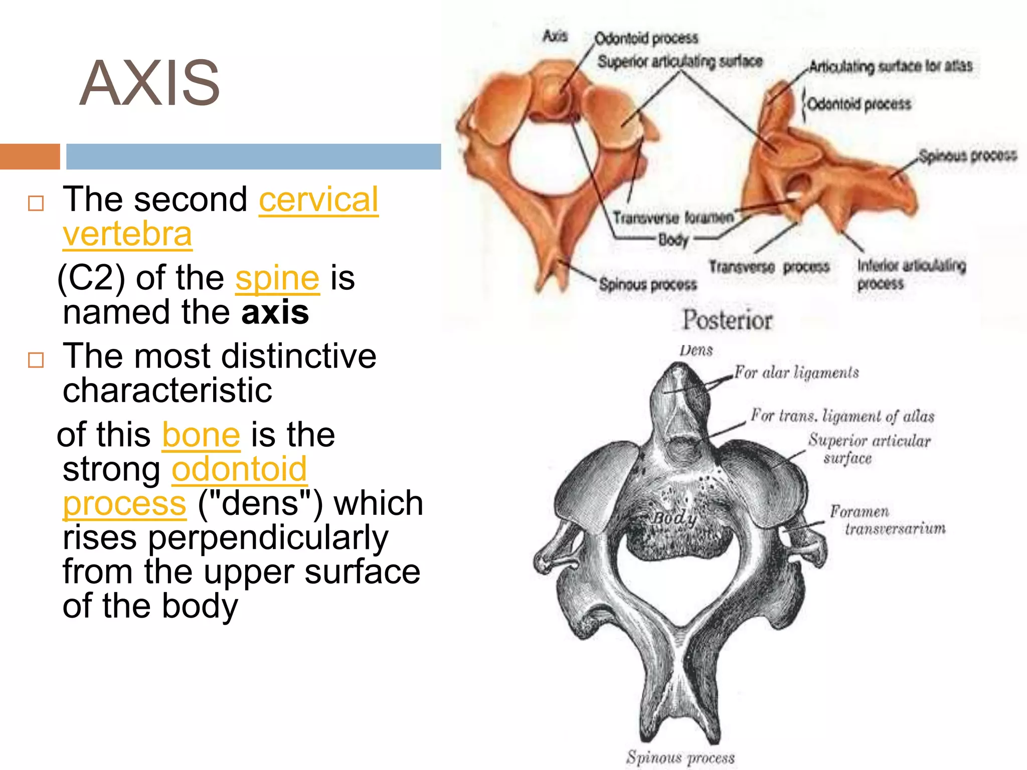 Anatomycspine | PPT