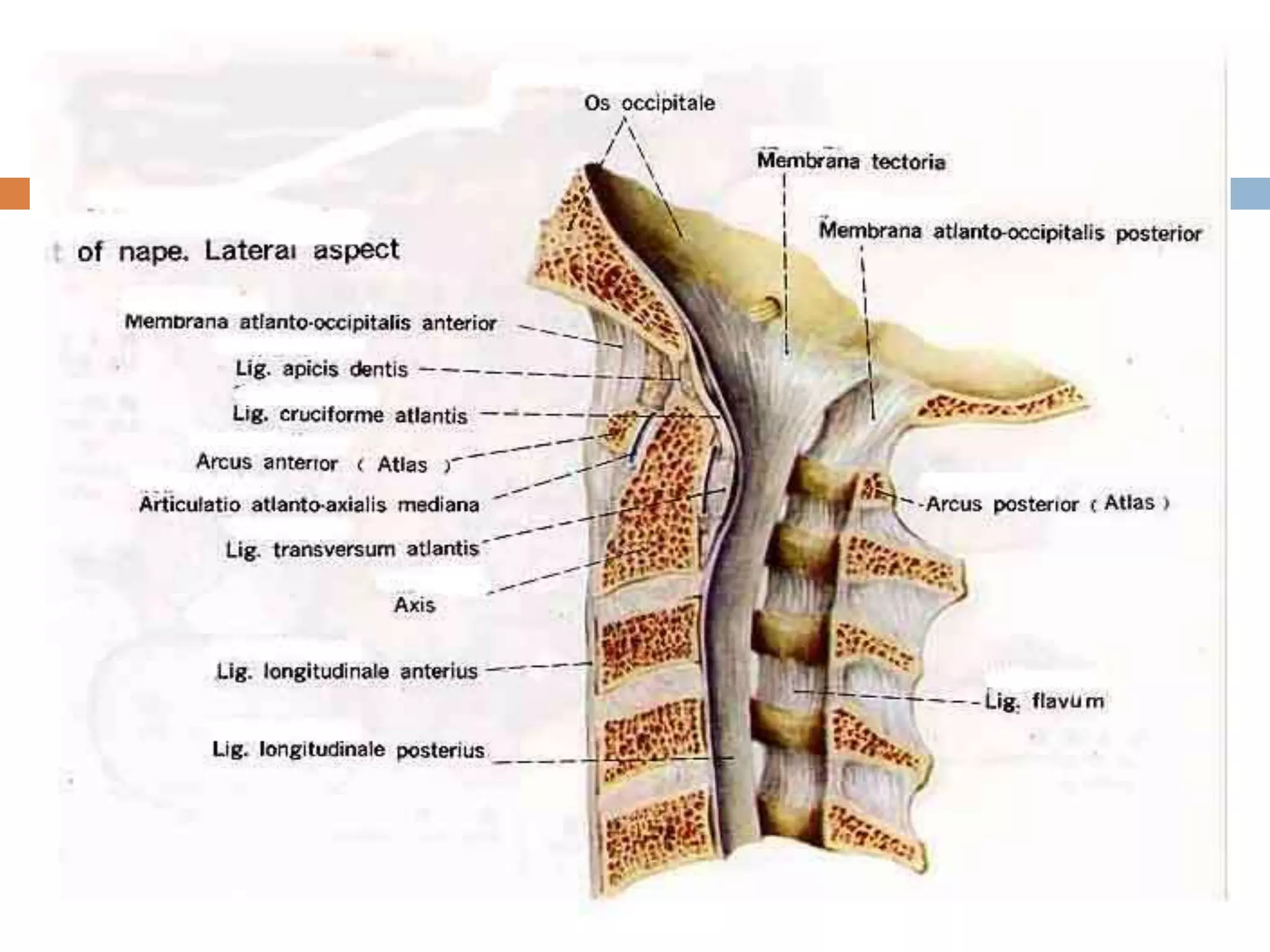 Anatomycspine | PPT