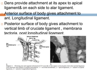 Anatomycspine | PPT