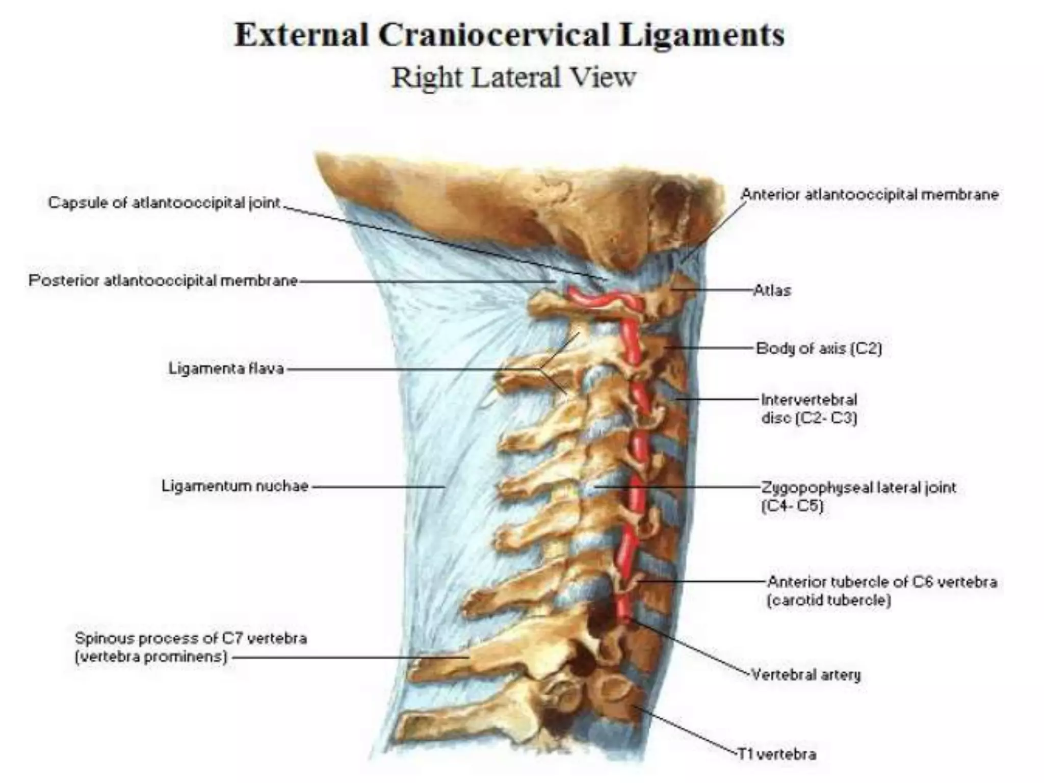Anatomy c spine | PPTX