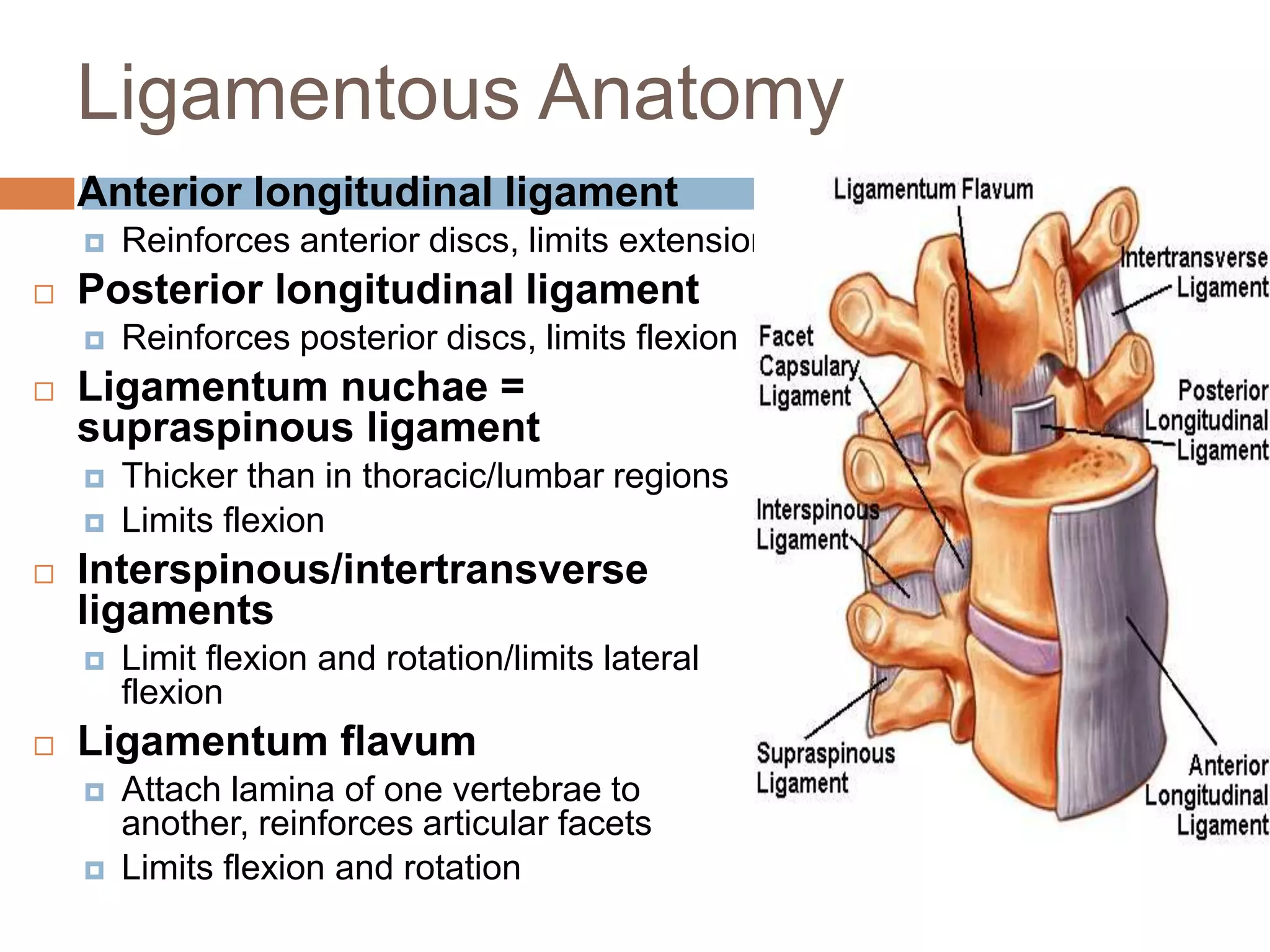 Anatomy c spine | PPTX