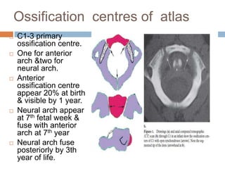 Anatomy c spine | PPTX