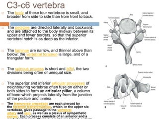 Anatomy c spine | PPTX