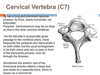 Anatomy c spine | PPTX
