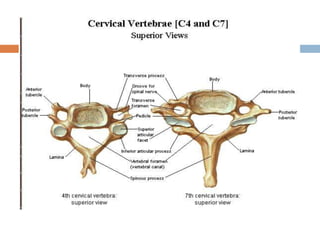 Anatomy c spine | PPTX