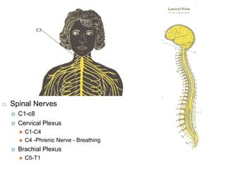 Anatomy c spine | PPTX