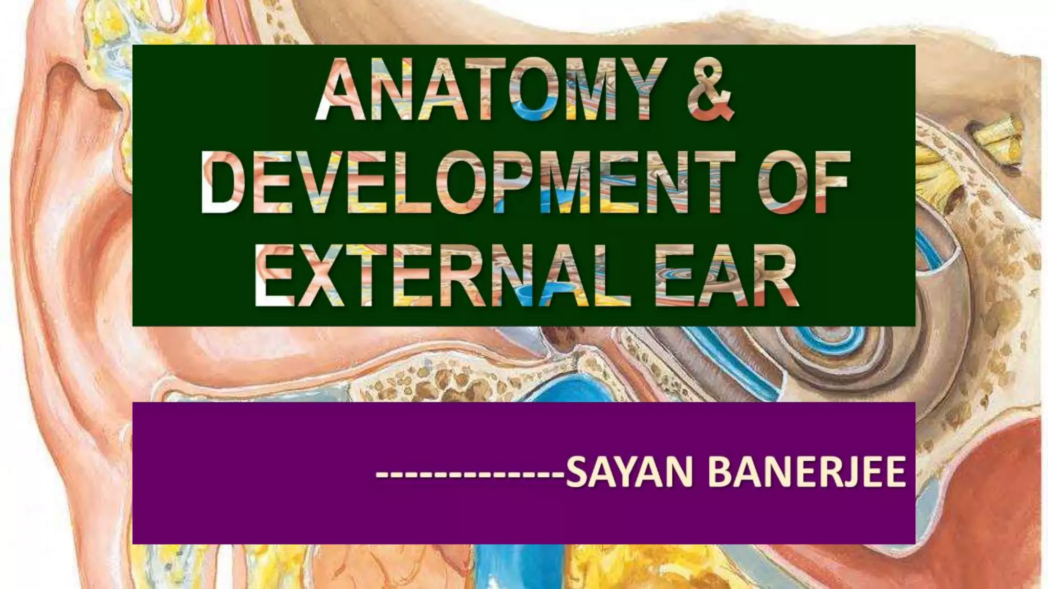 ANATOMY & DEVELOPMENT OF EXTERNAL EAR | PPTX