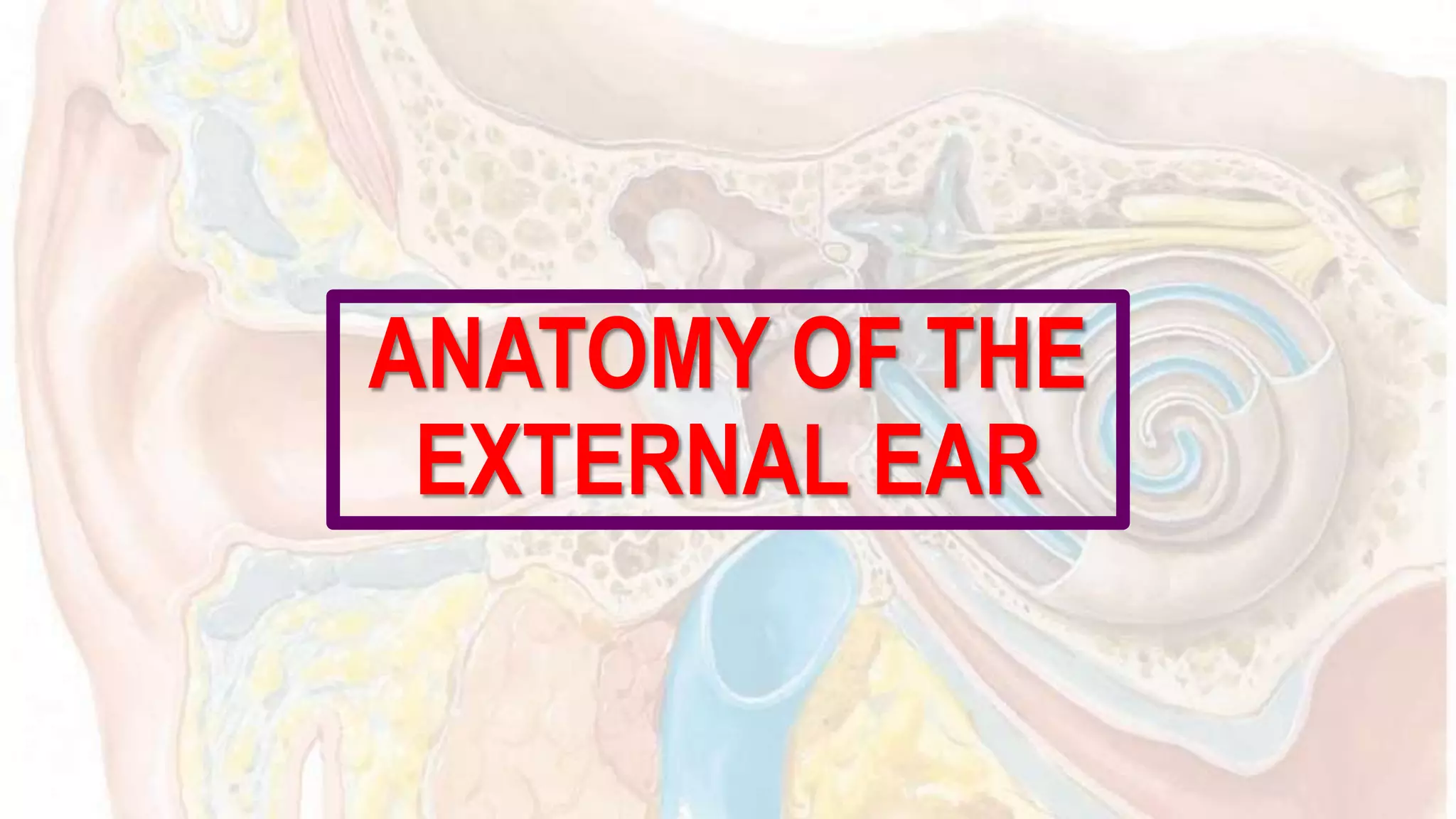 ANATOMY & DEVELOPMENT OF EXTERNAL EAR | PPTX