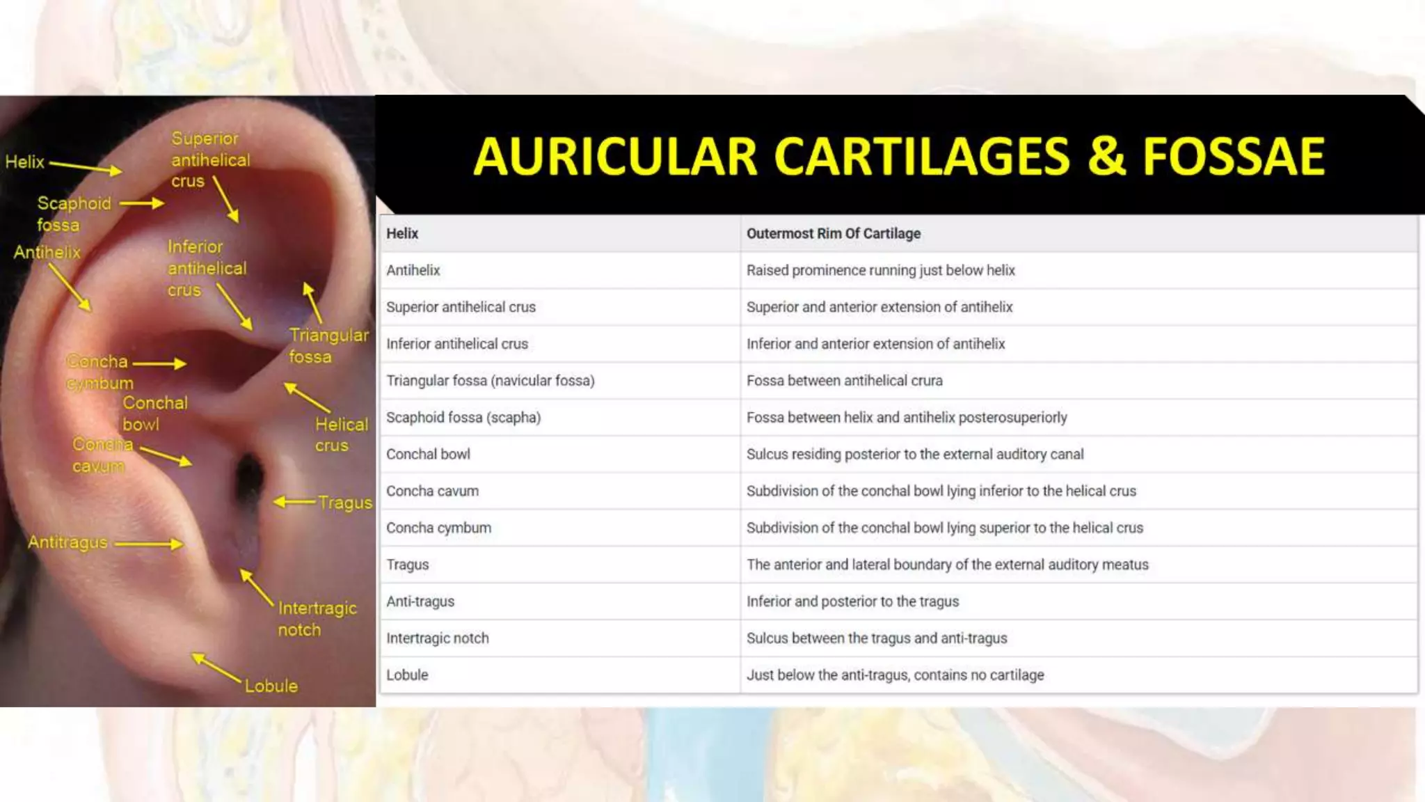 ANATOMY & DEVELOPMENT OF EXTERNAL EAR | PPTX