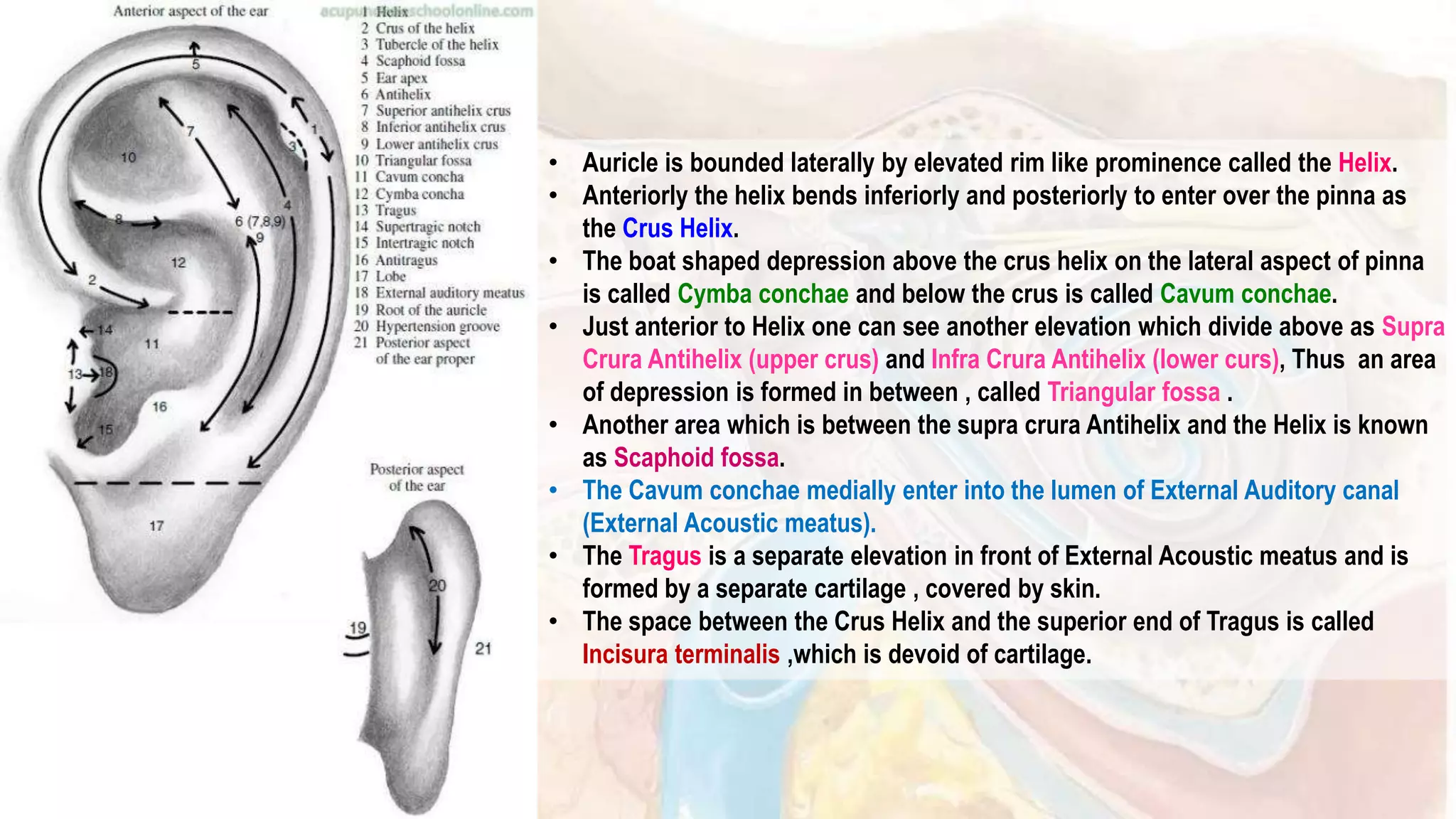ANATOMY & DEVELOPMENT OF EXTERNAL EAR | PPTX
