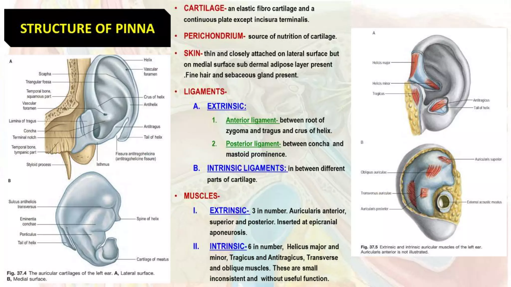 ANATOMY & DEVELOPMENT OF EXTERNAL EAR | PPTX