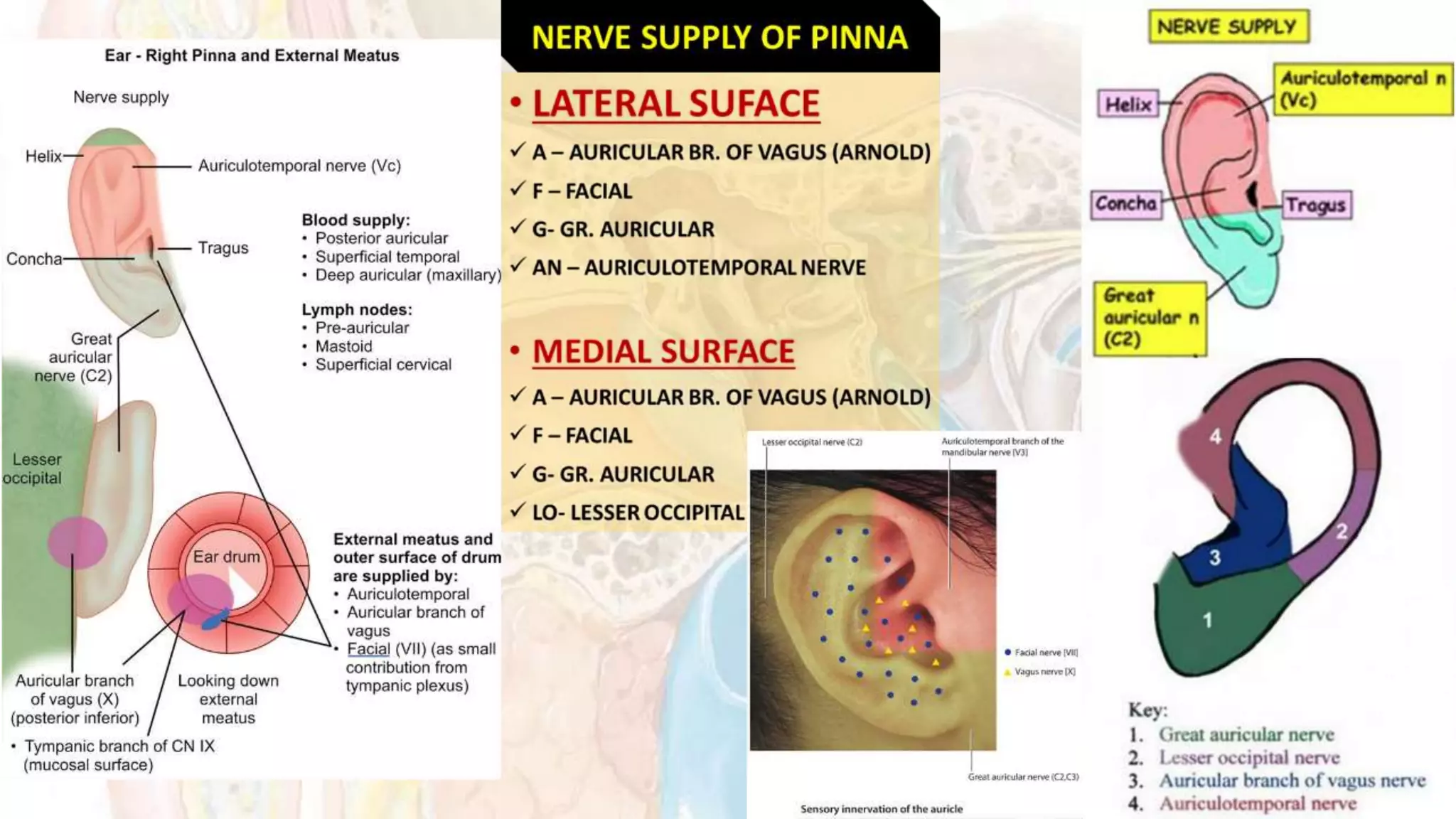 ANATOMY & DEVELOPMENT OF EXTERNAL EAR | PPTX