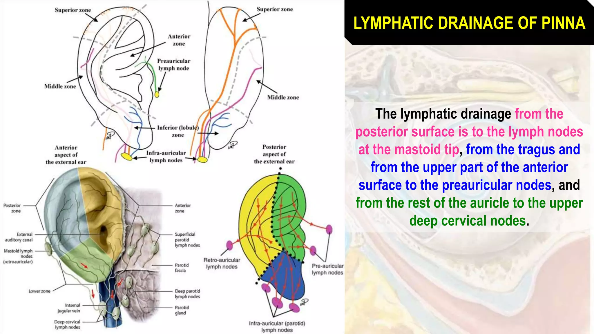 ANATOMY & DEVELOPMENT OF EXTERNAL EAR | PPTX