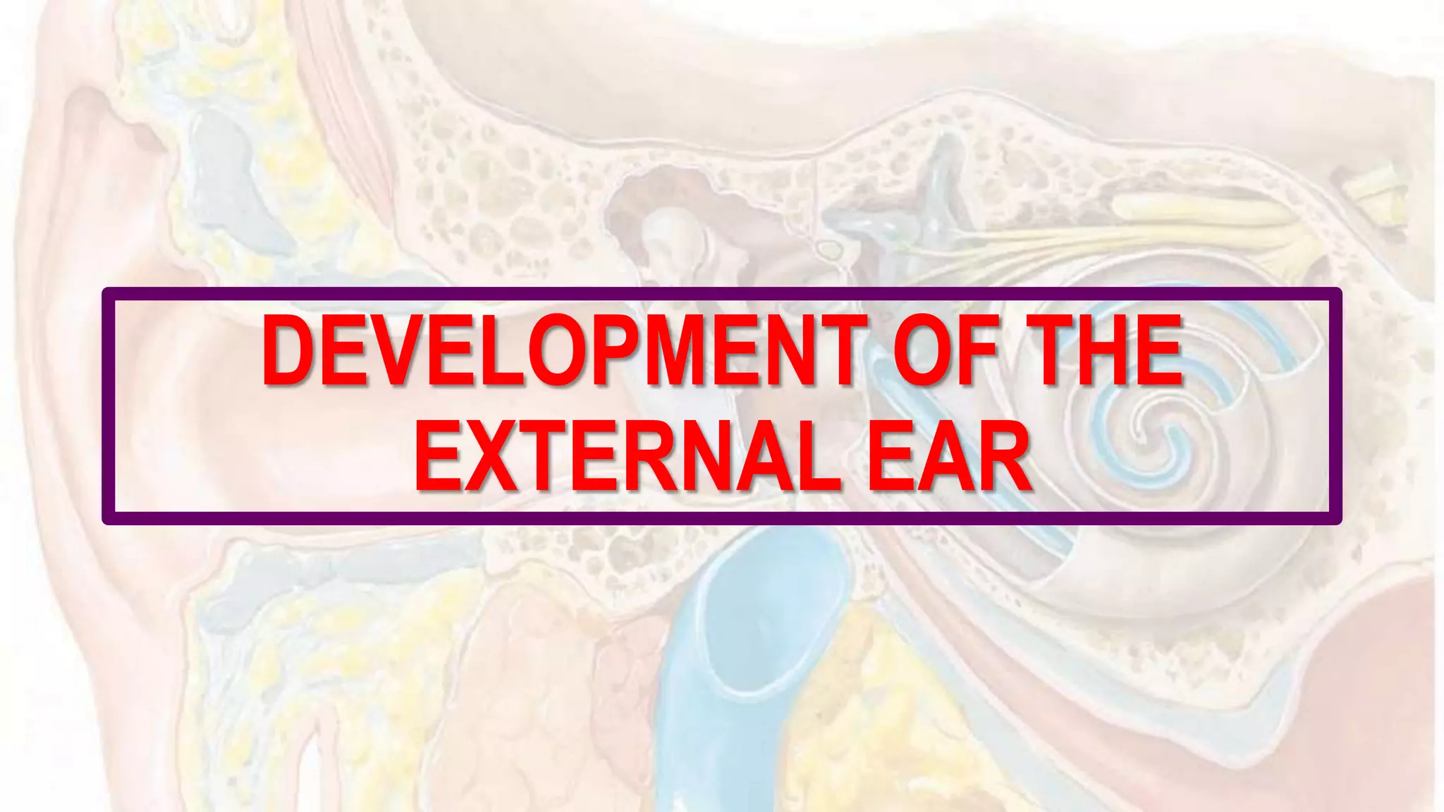 ANATOMY & DEVELOPMENT OF EXTERNAL EAR | PPTX
