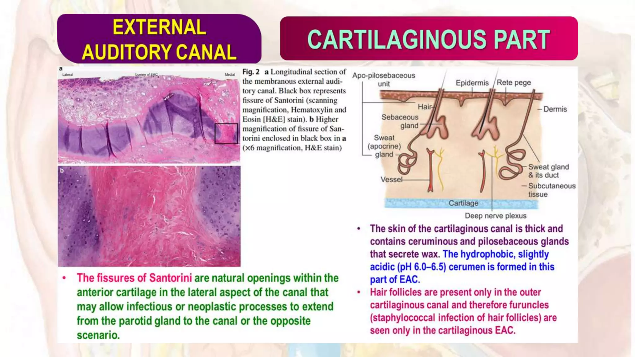 ANATOMY & DEVELOPMENT OF EXTERNAL EAR | PPTX