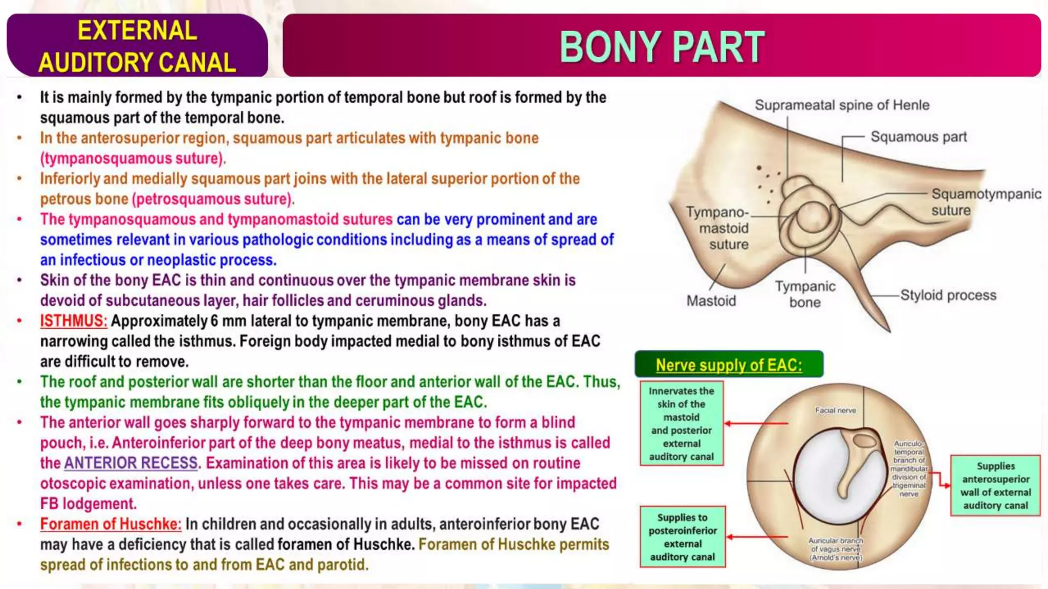 ANATOMY & DEVELOPMENT OF EXTERNAL EAR | PPTX