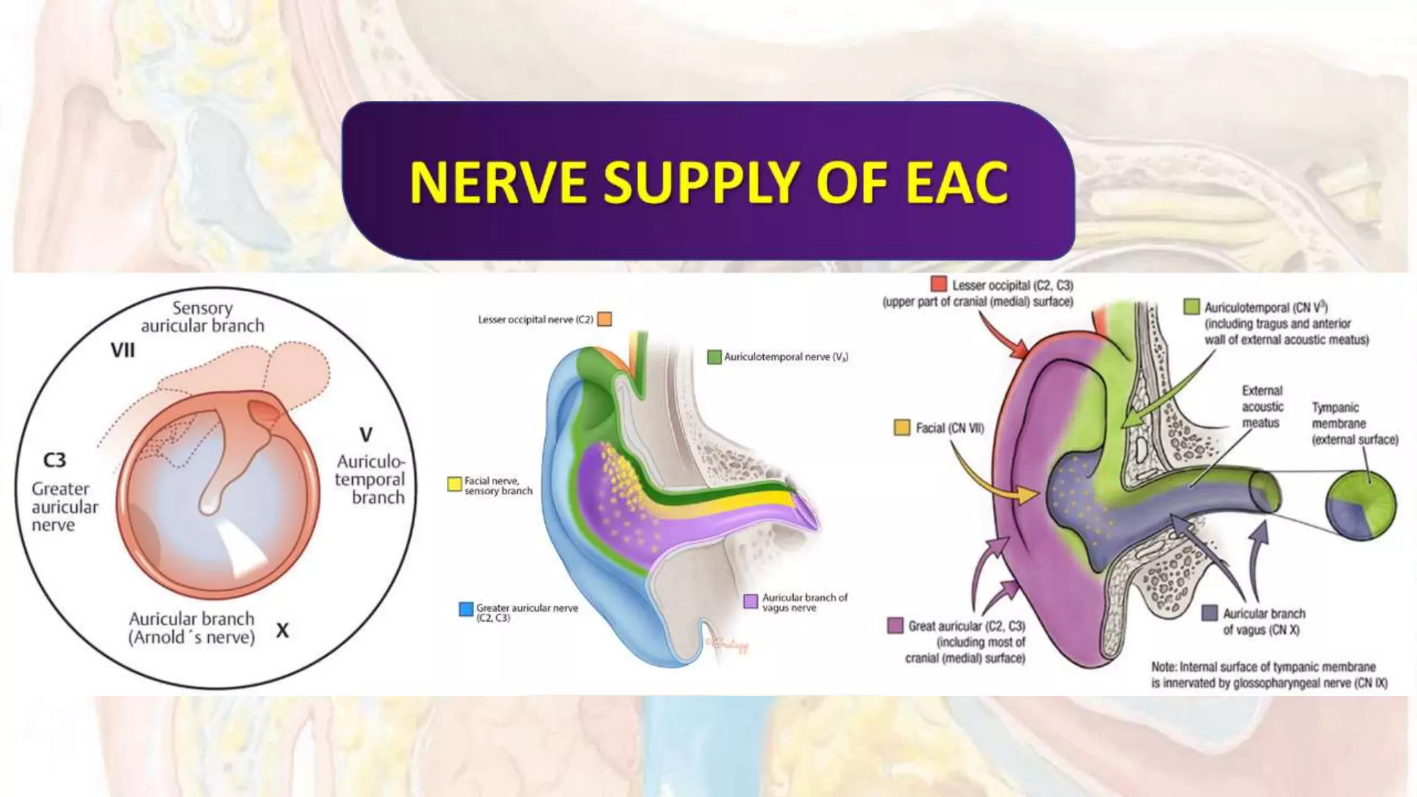 ANATOMY & DEVELOPMENT OF EXTERNAL EAR | PPTX