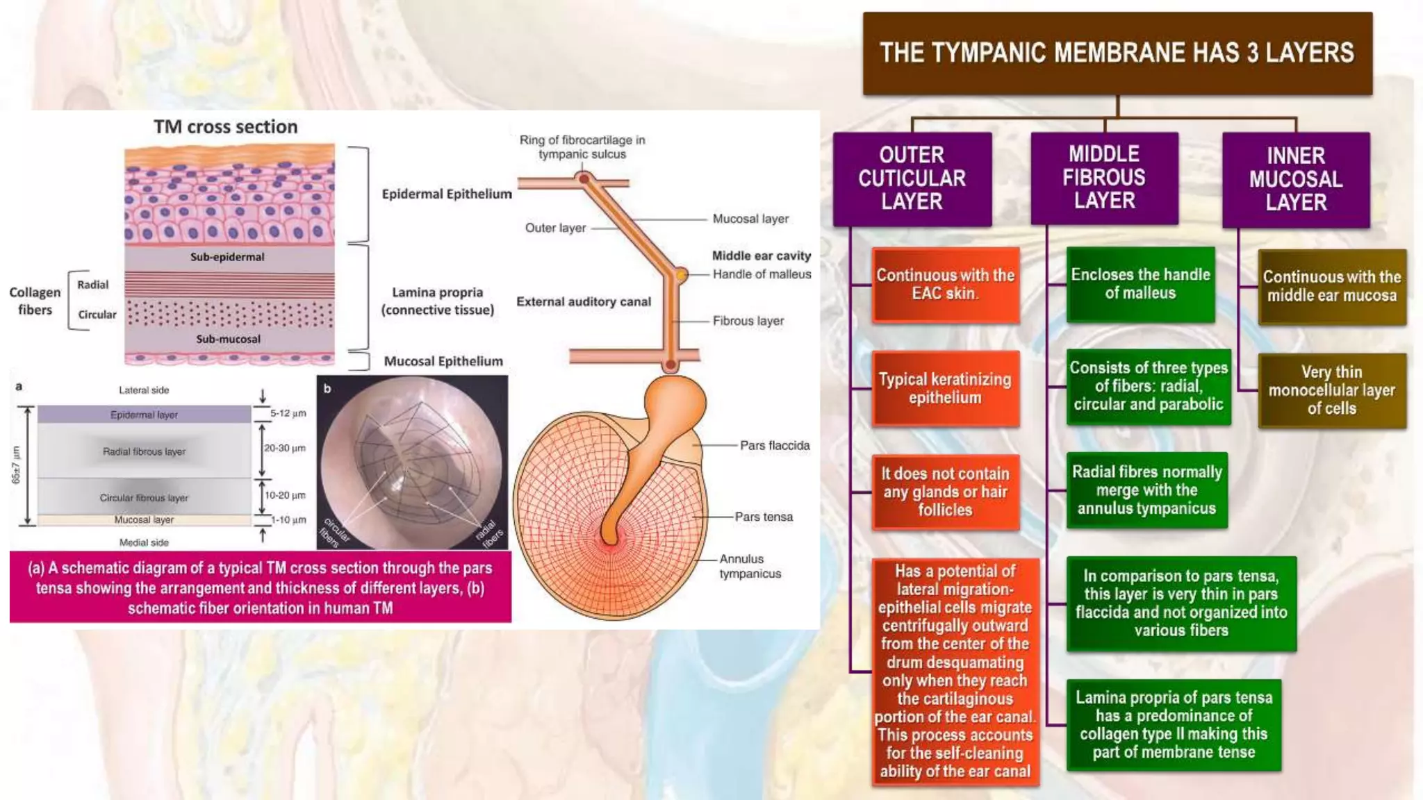 ANATOMY & DEVELOPMENT OF EXTERNAL EAR | PPTX