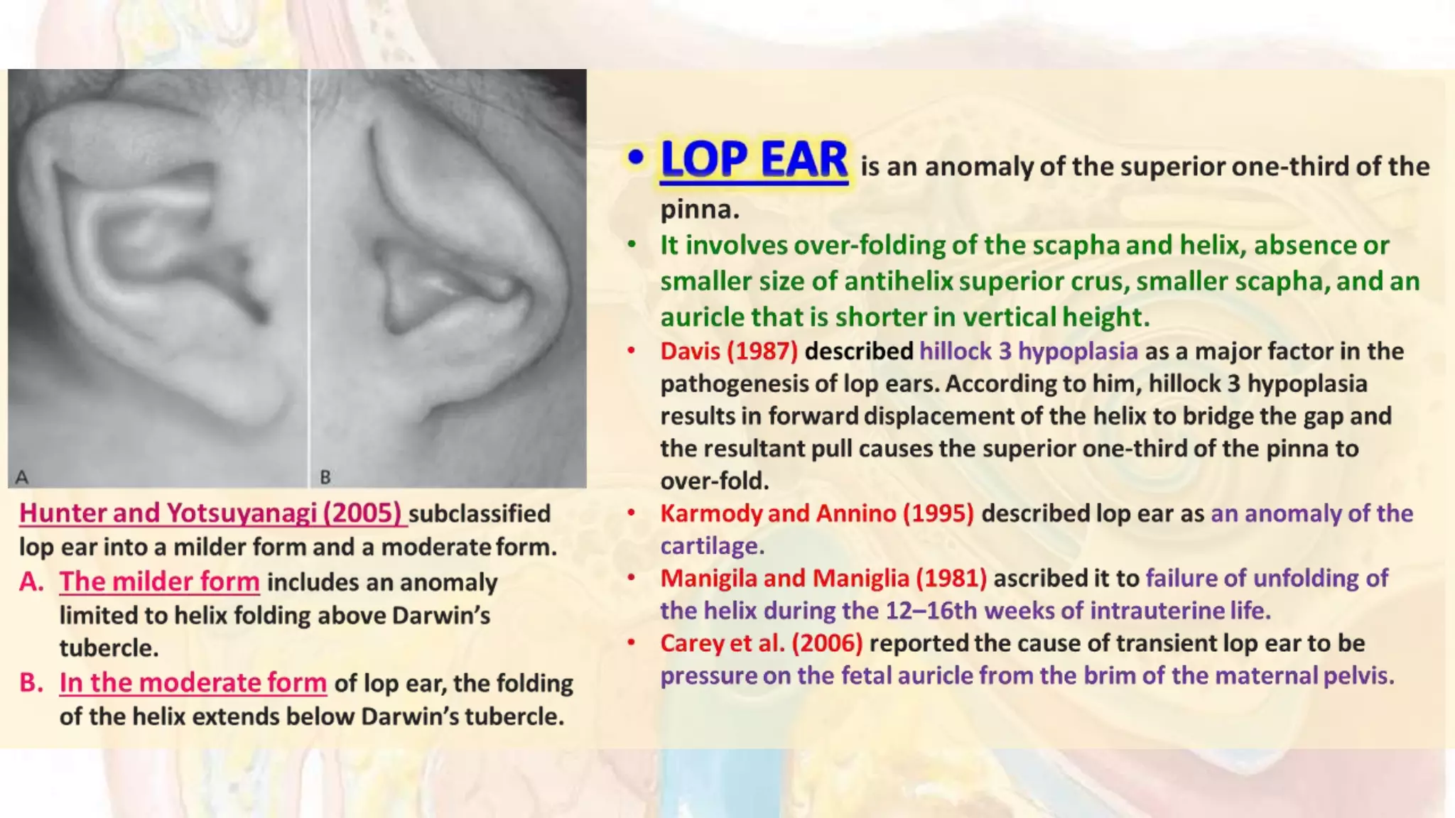 ANATOMY & DEVELOPMENT OF EXTERNAL EAR | PPTX