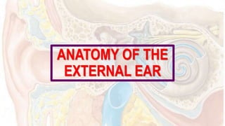 ANATOMY & DEVELOPMENT OF EXTERNAL EAR | PPTX