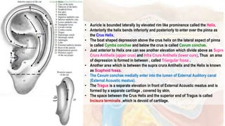 ANATOMY & DEVELOPMENT OF EXTERNAL EAR | PPTX