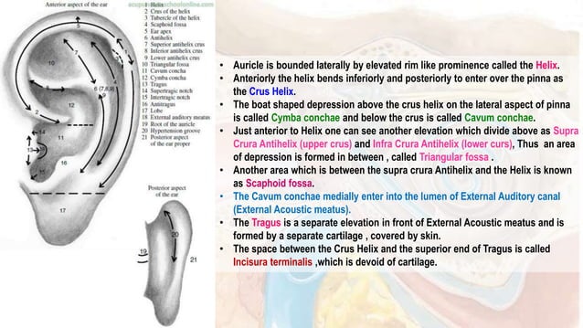 ANATOMY & DEVELOPMENT OF EXTERNAL EAR | PPTX
