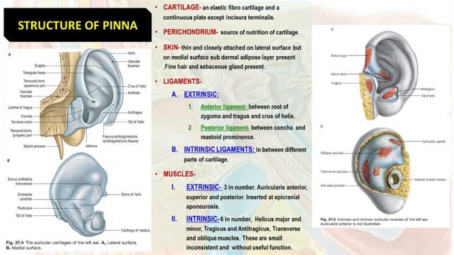 ANATOMY & DEVELOPMENT OF EXTERNAL EAR | PPTX