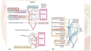 ANATOMY & DEVELOPMENT OF EXTERNAL EAR | PPTX
