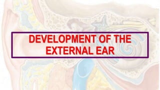 ANATOMY & DEVELOPMENT OF EXTERNAL EAR | PPTX