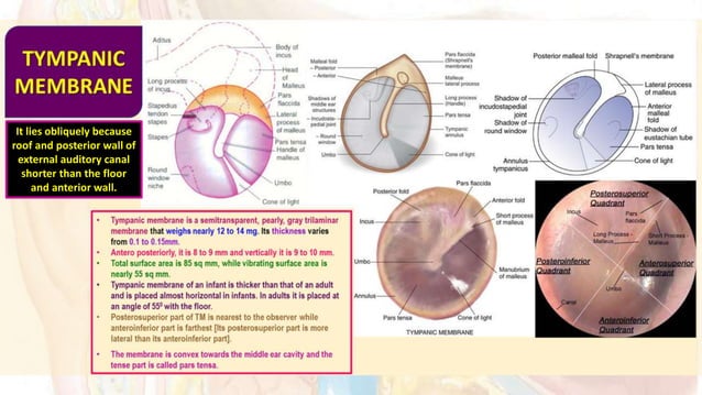 ANATOMY & DEVELOPMENT OF EXTERNAL EAR | PPTX