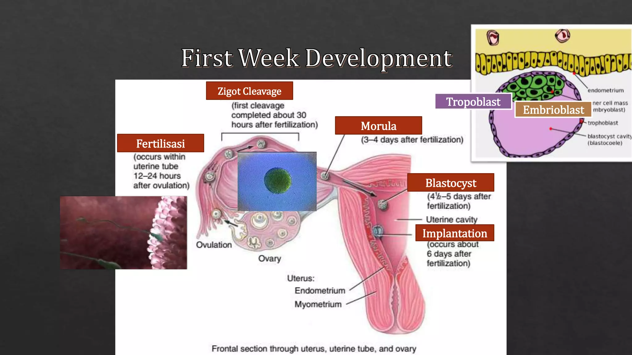 Anatomy & Development of Placenta | PPTX
