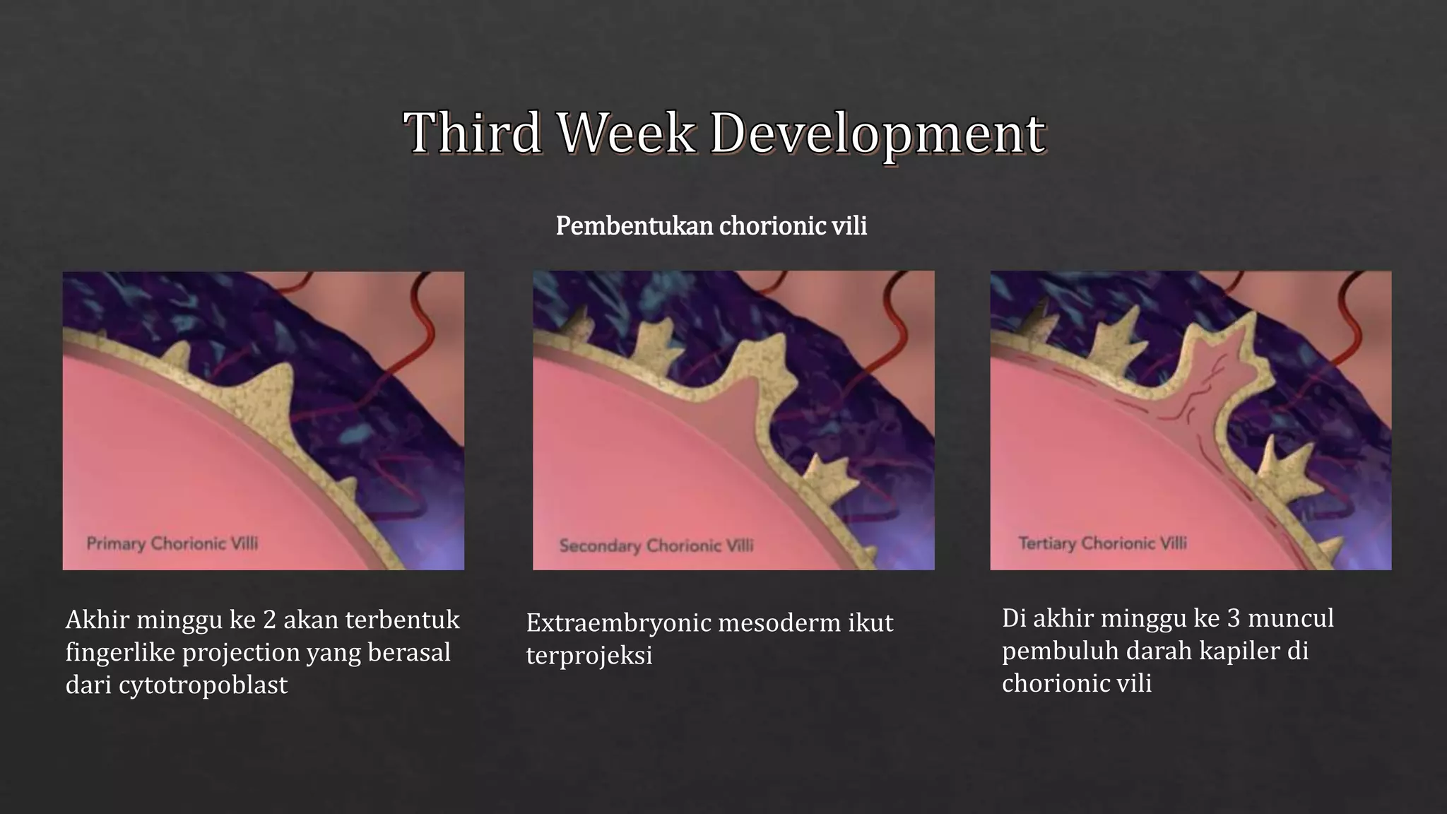 Anatomy & Development of Placenta | PPTX