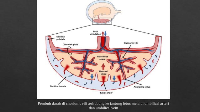 Anatomy & Development of Placenta | PPTX