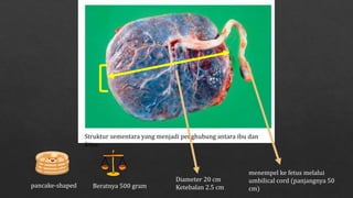 Anatomy & Development of Placenta | PPTX