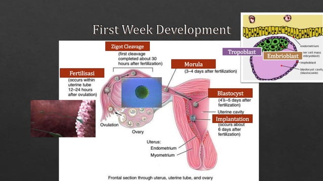 Anatomy & Development of Placenta | PPTX