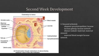 Anatomy & Development of Placenta | PPTX