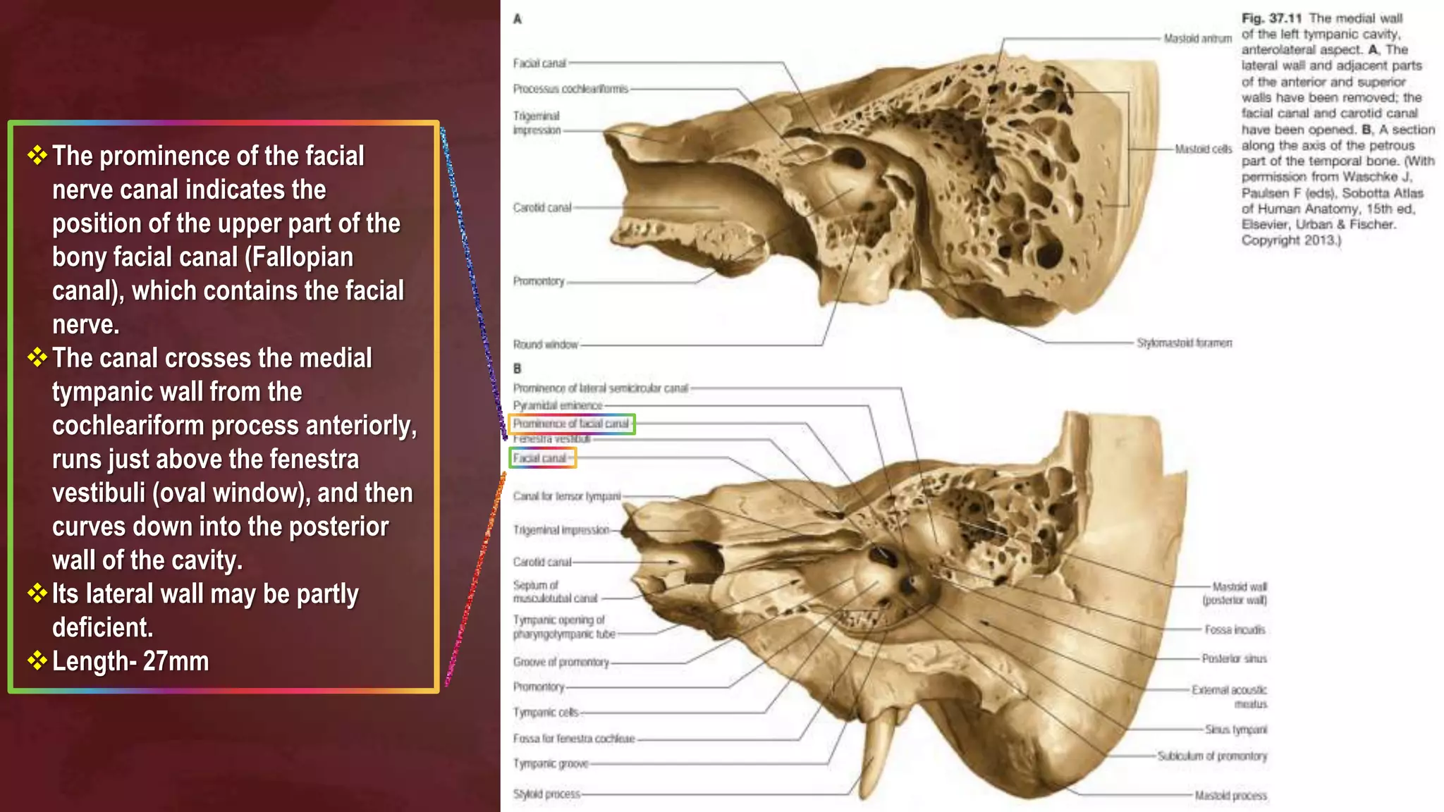 Anatomy & development of the middle ear | PPTX