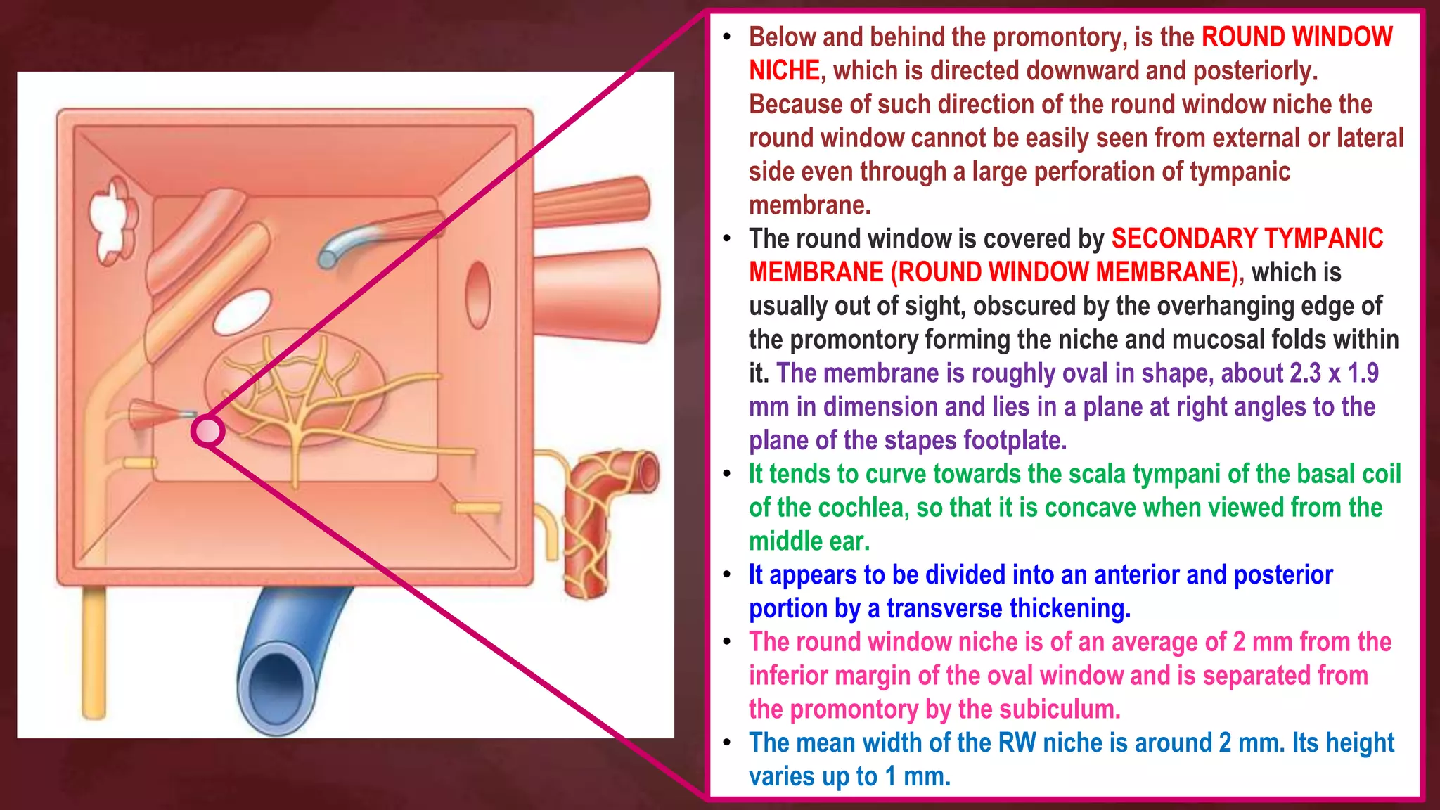 Anatomy & development of the middle ear | PPTX
