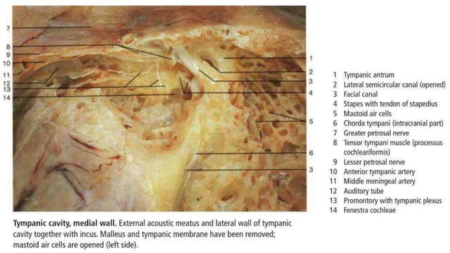 Anatomy & development of the middle ear | PPTX | Ear, Nose and Throat ...