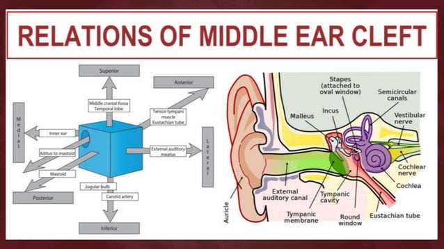 Anatomy & development of the middle ear | PPTX | Ear, Nose and Throat ...